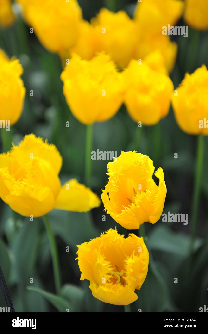 Yellow fringed tulips (Tulipa) Gold Fish bloom in a garden in April ...