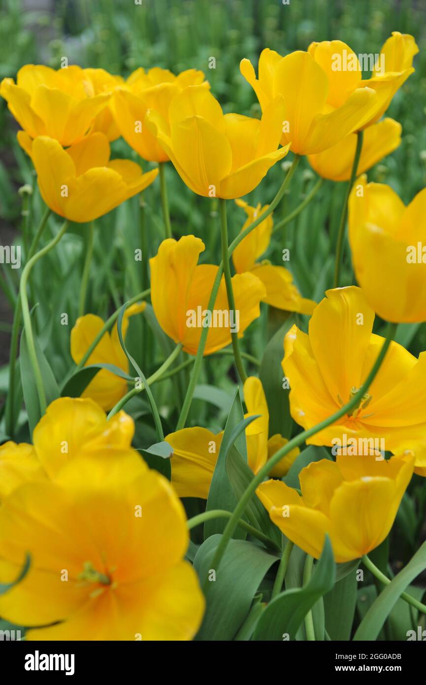 Yellow Triumph tulips (Tulipa) Golden Tycoon bloom in a garden in April ...