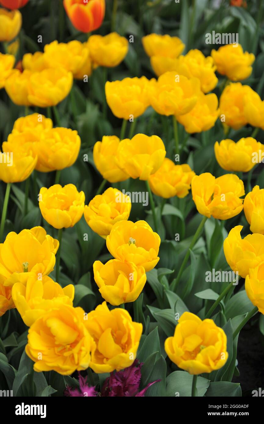 Yellow Double Late tulips (Tulipa) Goldmember bloom in a garden in ...