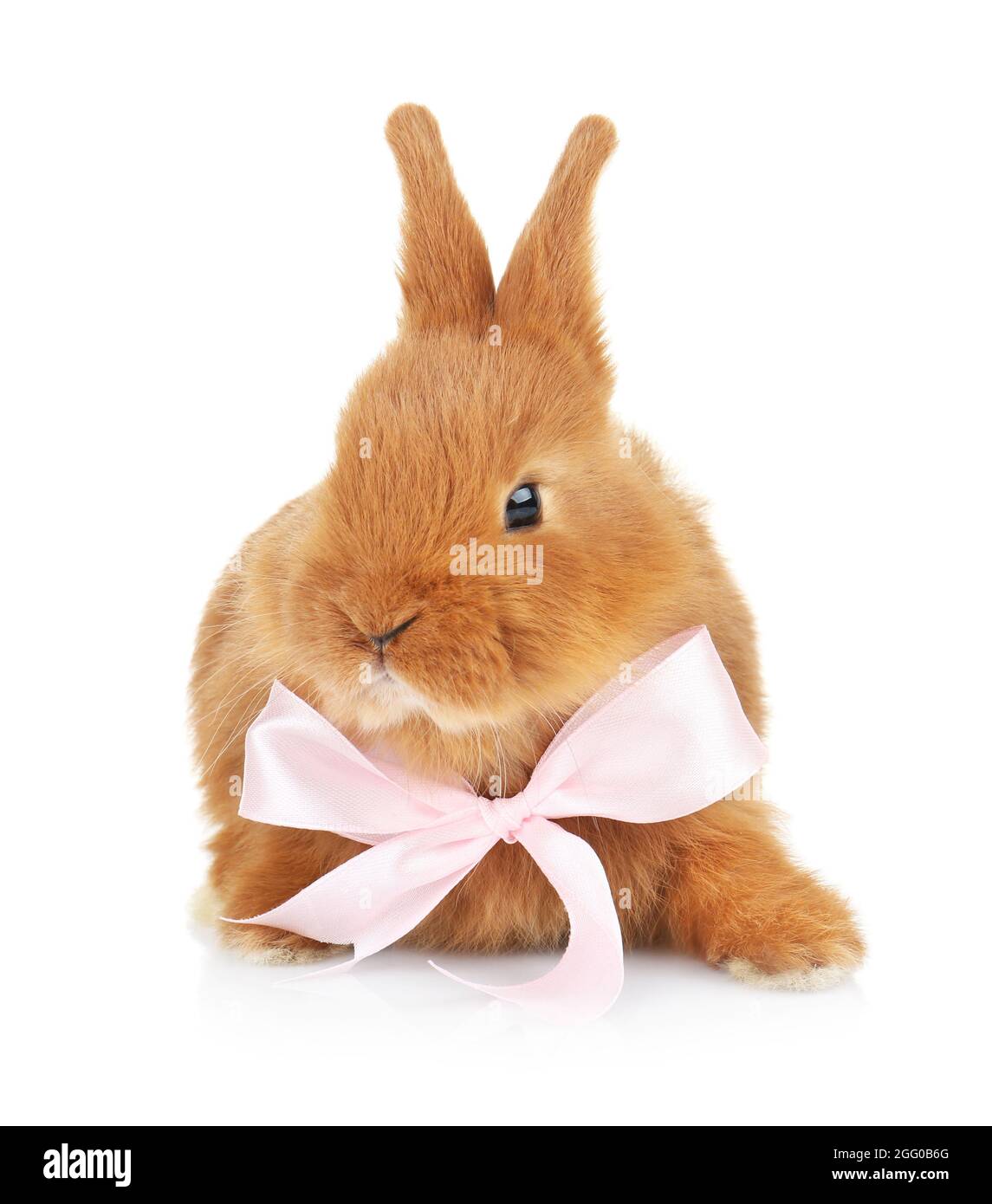 Cute funny rabbit with bow on white background Stock Photo - Alamy