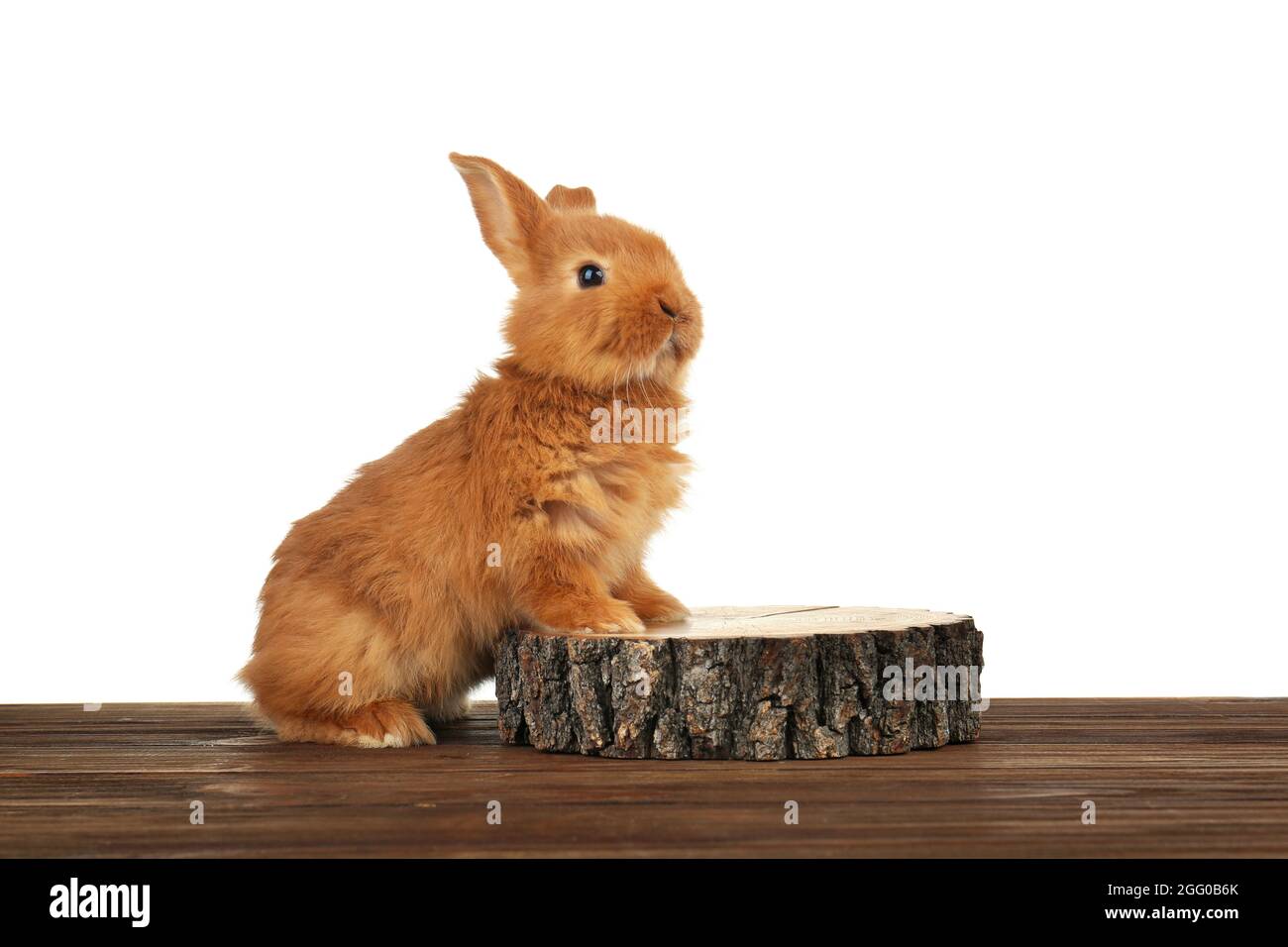 Cute funny rabbit on wooden surface against white background Stock ...