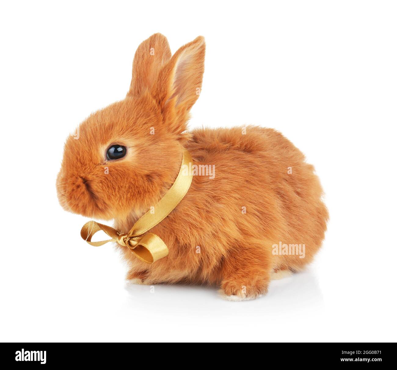 Cute funny rabbit with bow on white background Stock Photo - Alamy