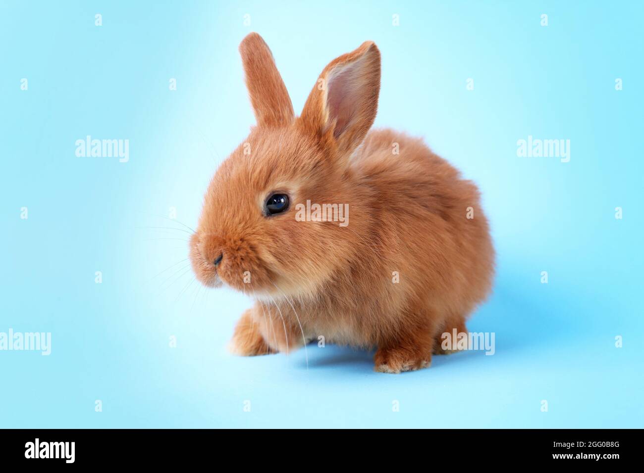 Cute funny rabbit on color background Stock Photo - Alamy