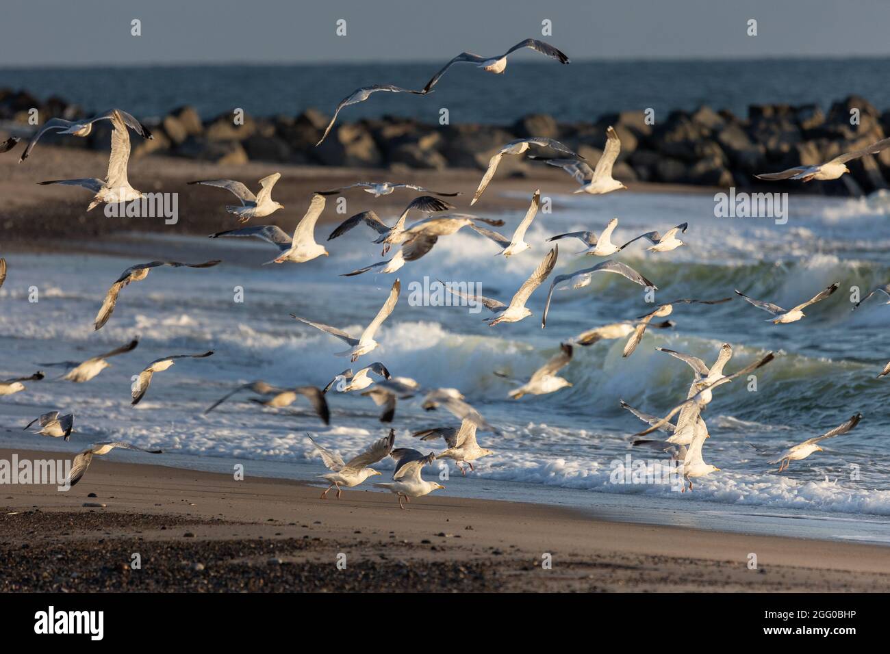 a flock of sea gulls flying over the surf along the sandy beach in ...