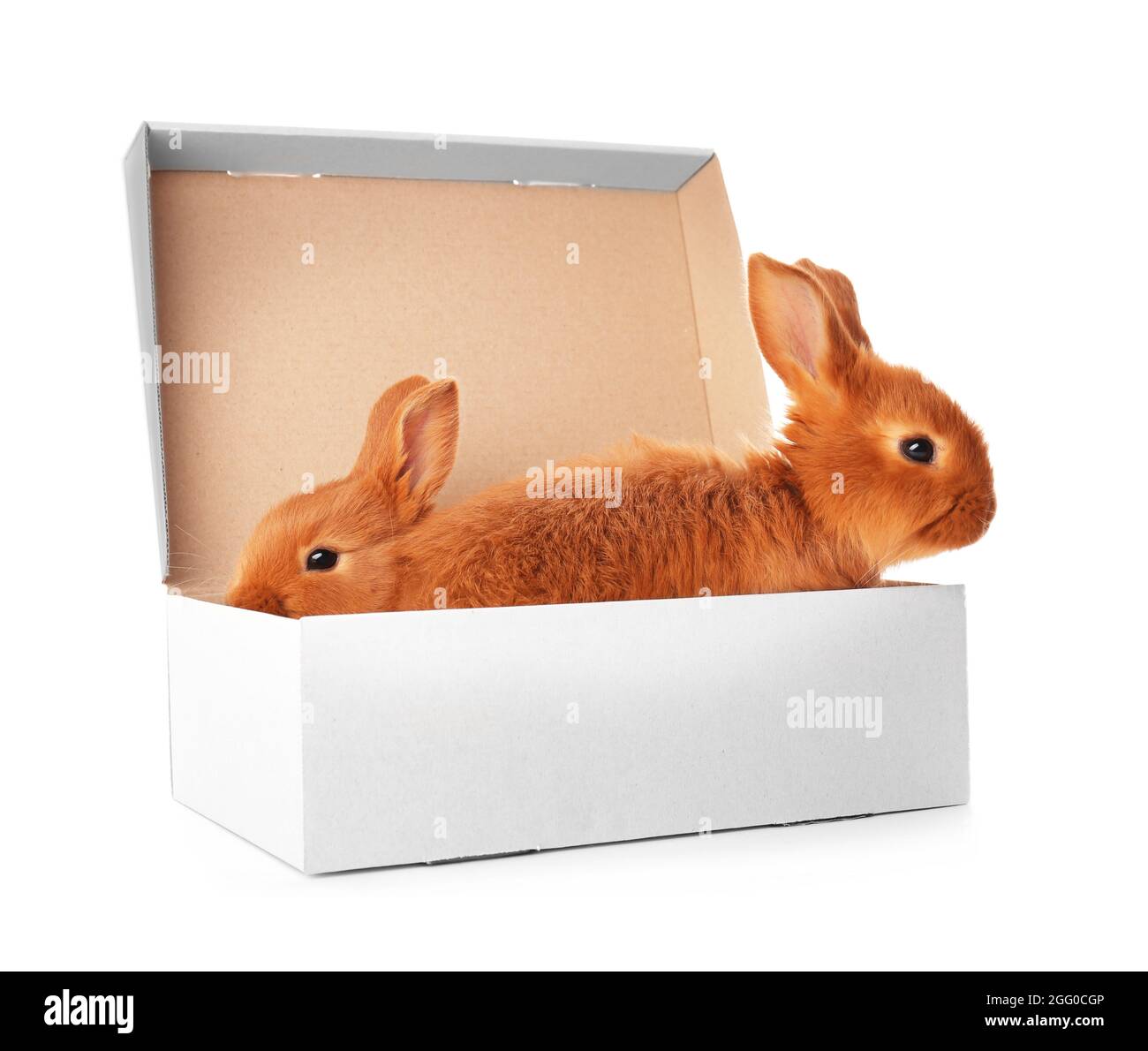 Cute funny rabbits in box on white background Stock Photo - Alamy