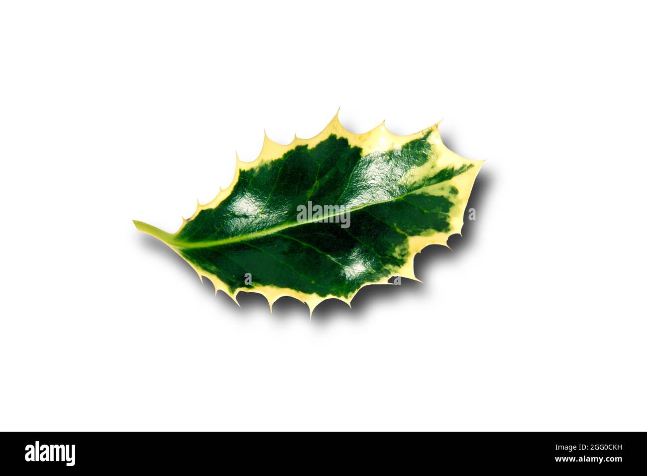 Holly leaf (Ilex sp Stock Photo - Alamy