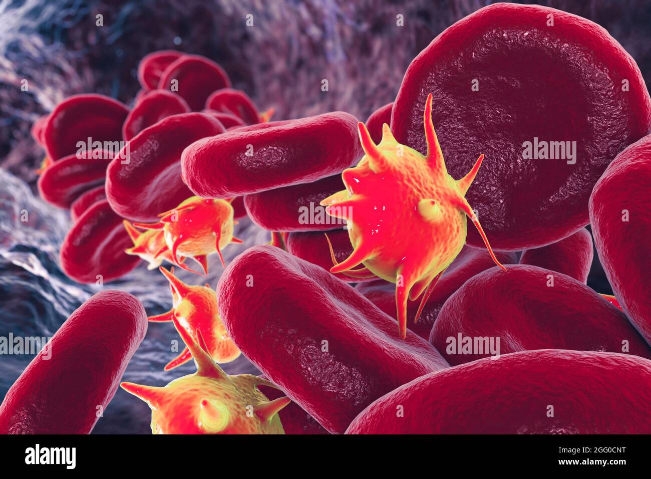 Activated platelets in blood hi-res stock photography and images - Alamy