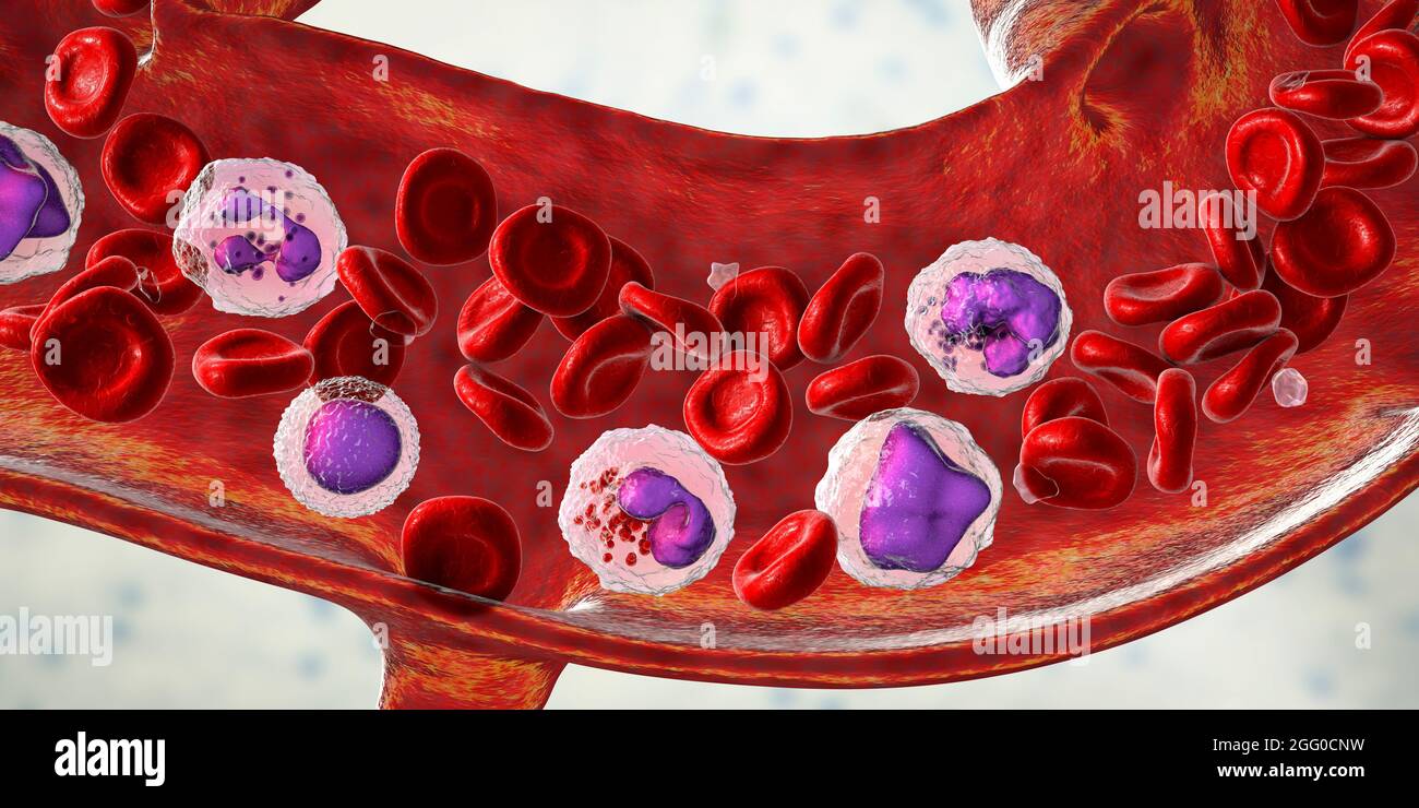 Illustration showing different types of blood cells, erythrocytes ...