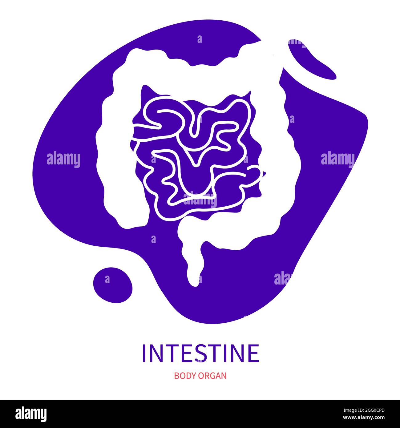 Human intestine, conceptual illustration Stock Photo - Alamy