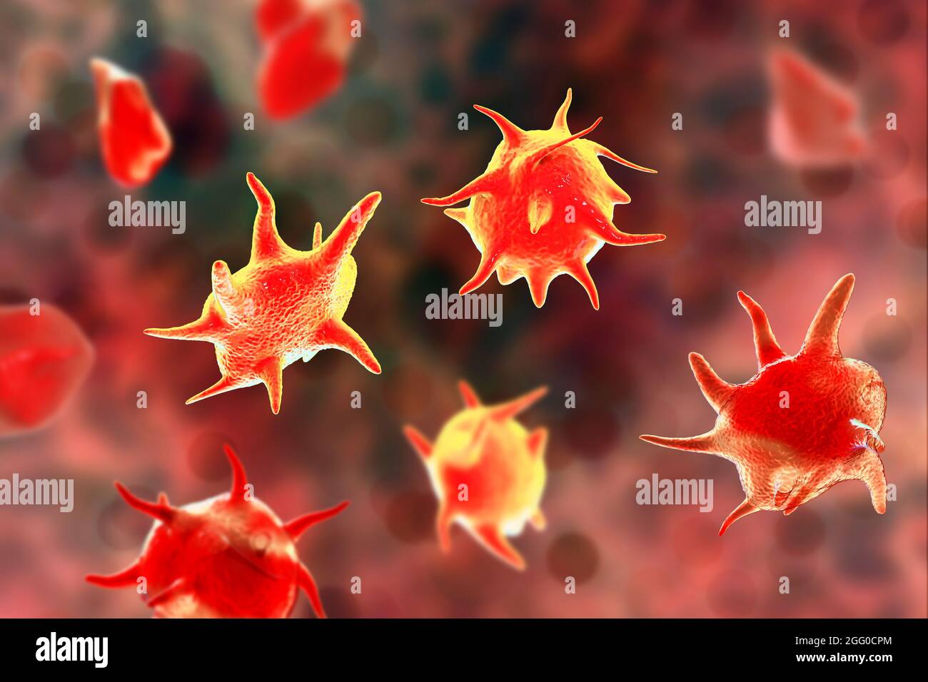 Illustration of platelets (thrombocytes) that have been activated (with ...