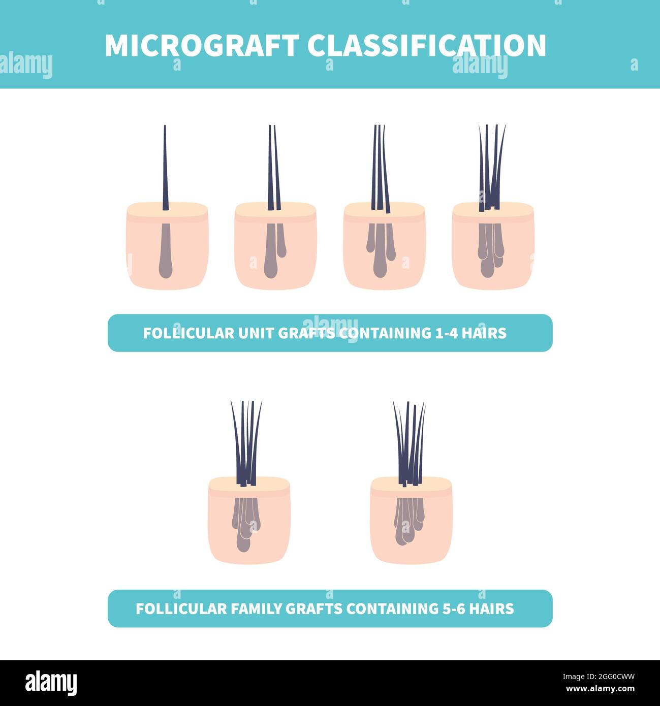 Classification chart hi-res stock photography and images - Alamy