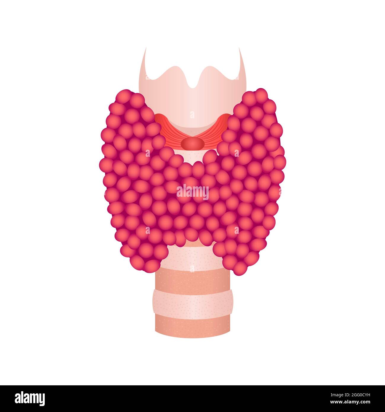 Thyroid gland in front view, illustration Stock Photo - Alamy