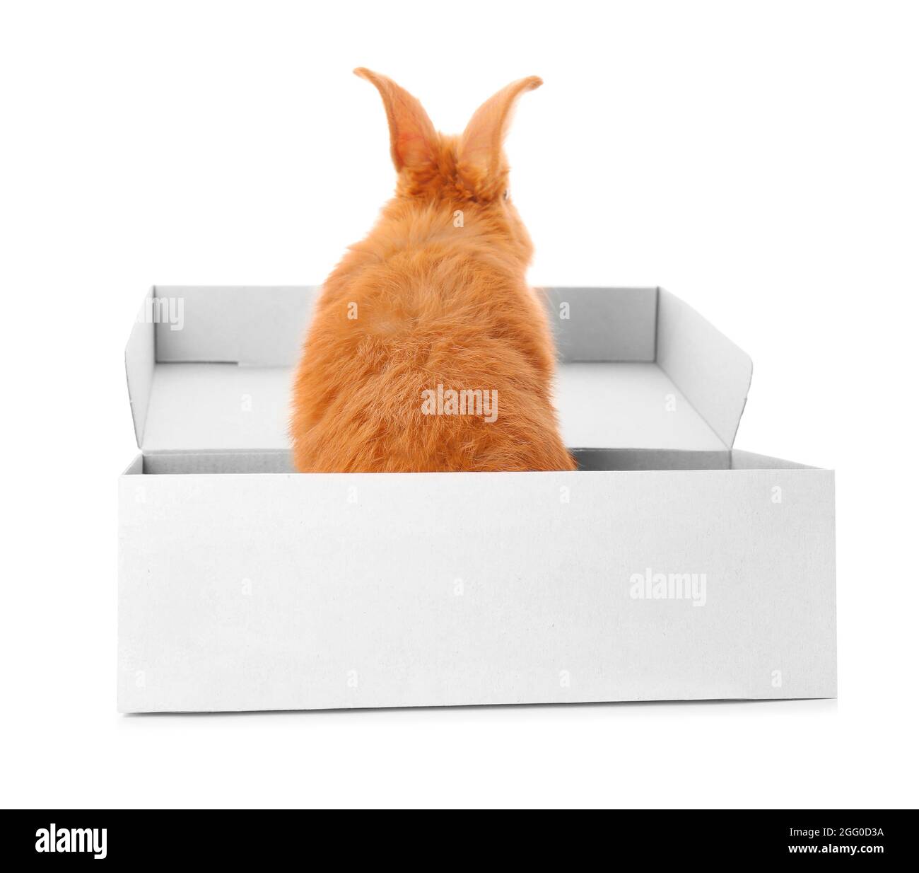 Cute funny rabbit in box on white background Stock Photo - Alamy
