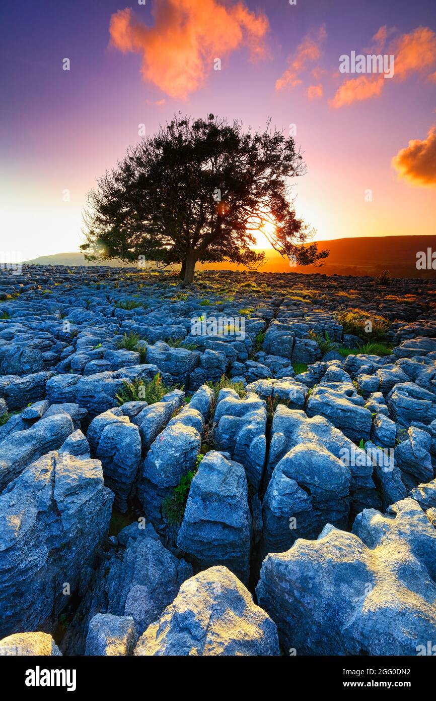 Plant growing through pavement hi-res stock photography and images - Alamy