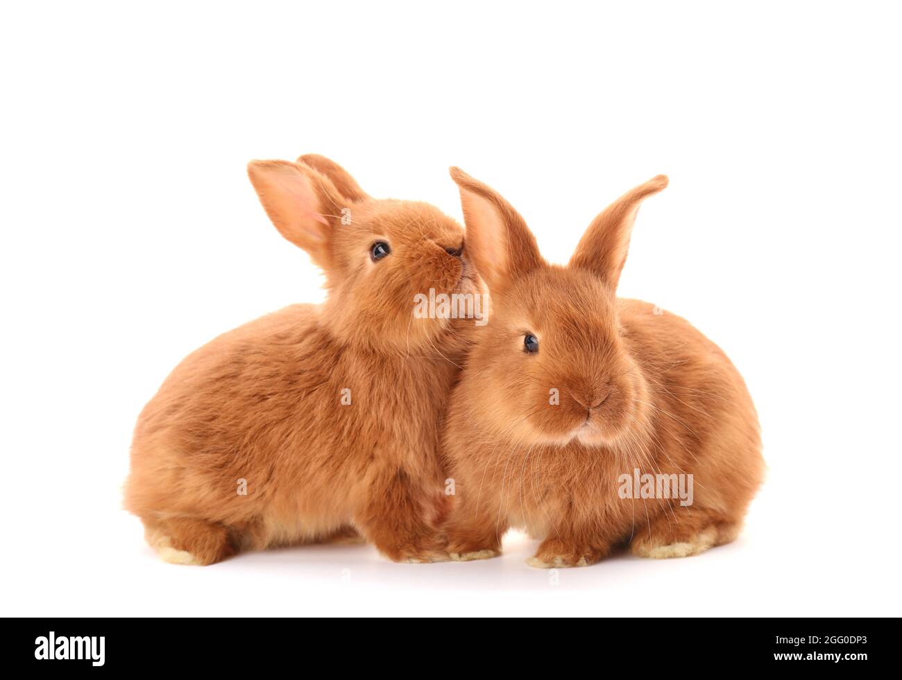 Cute funny rabbits on white background Stock Photo - Alamy
