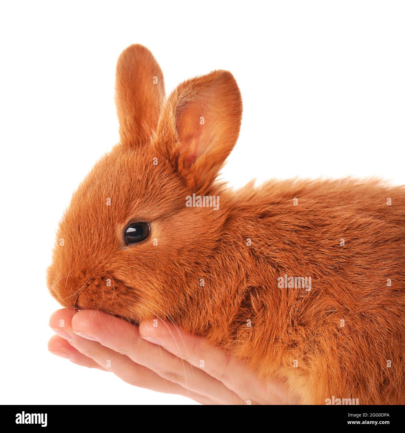 Female hand holding cute funny rabbit on white background Stock Photo ...