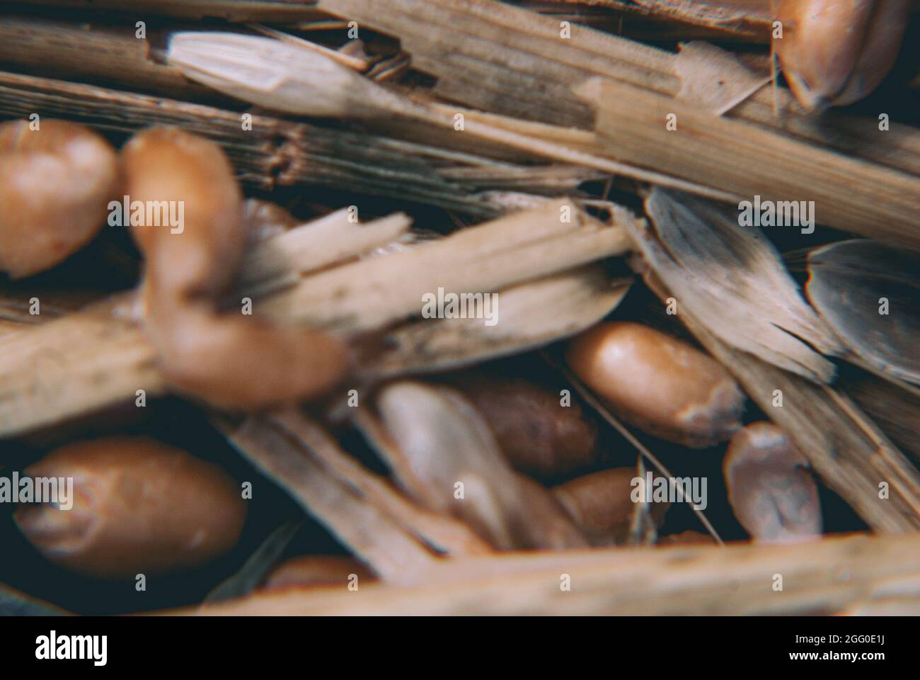 Falling barley grain hi-res stock photography and images - Alamy