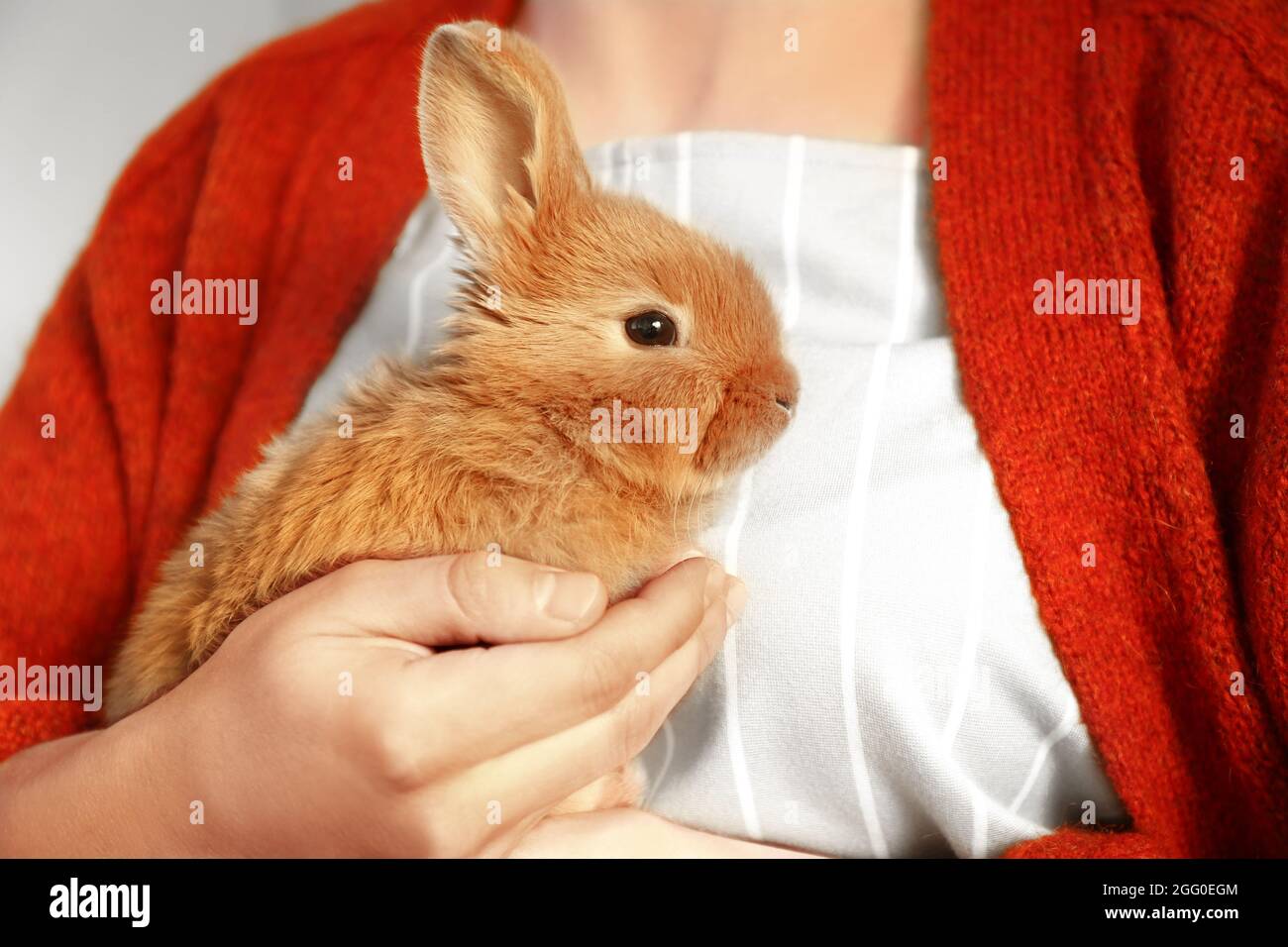 Woman holding cute fluffy rabbit, closeup Stock Photo - Alamy