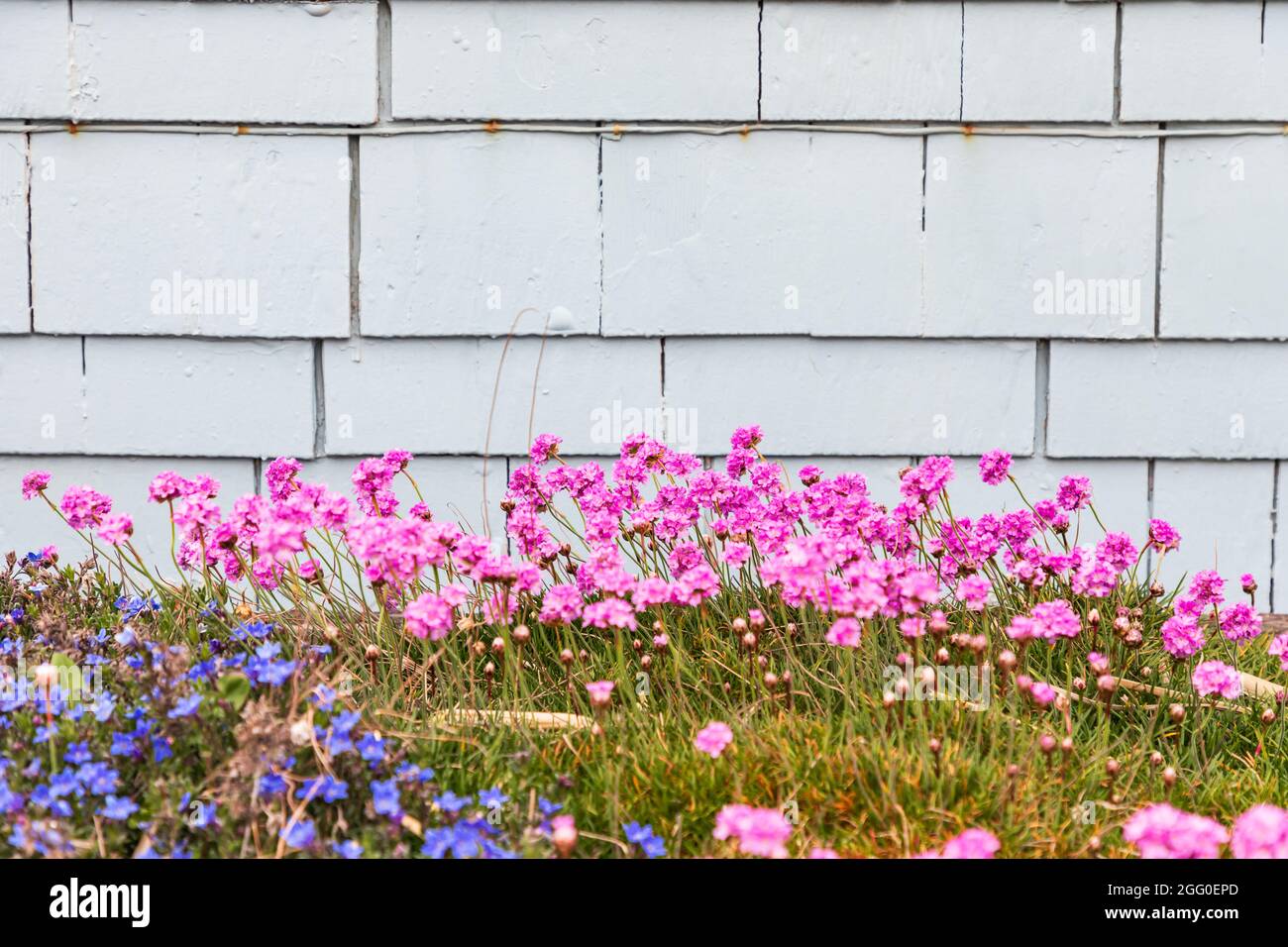 Bandon, Oregon, USA. Pink flowers in the town of Bandon, Oregon Stock ...