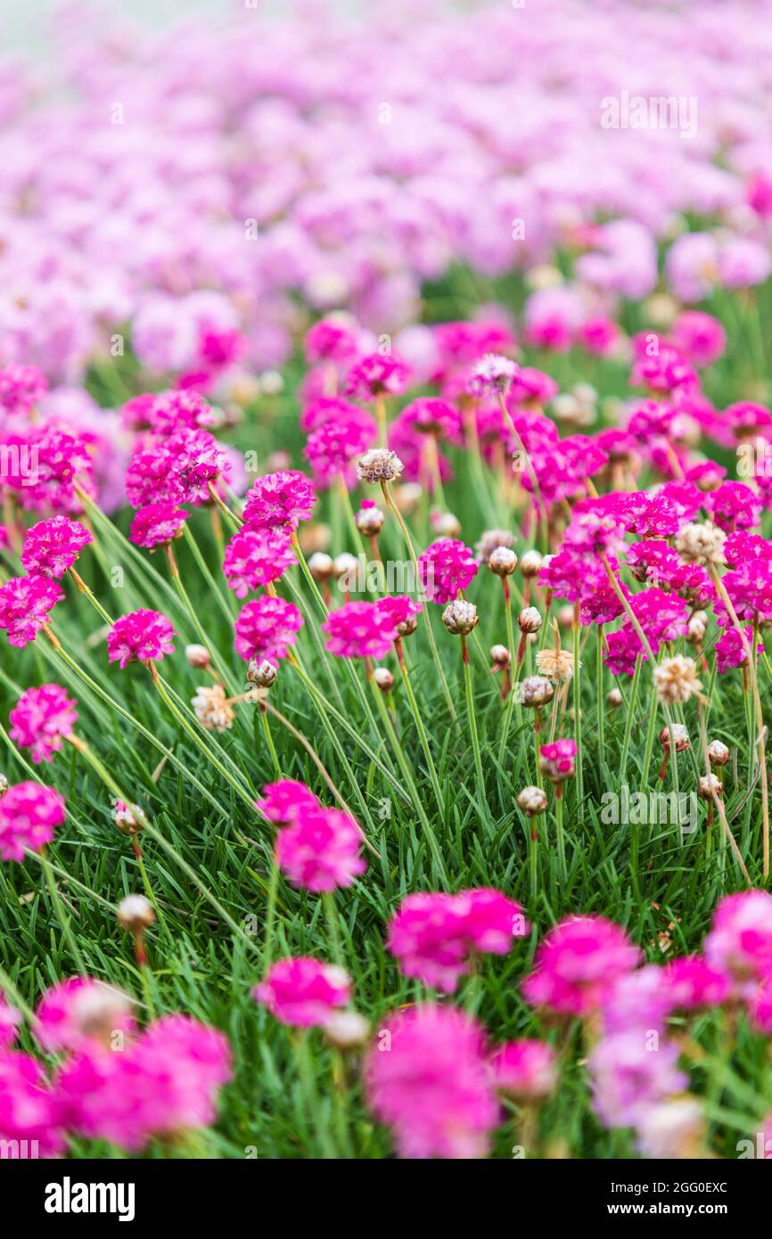 Bandon, Oregon, USA. Pink flowers in the town of Bandon, Oregon Stock ...