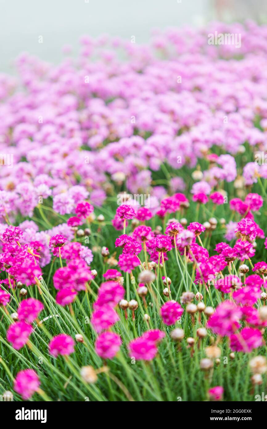 Bandon, Oregon, USA. Pink flowers in the town of Bandon, Oregon Stock ...