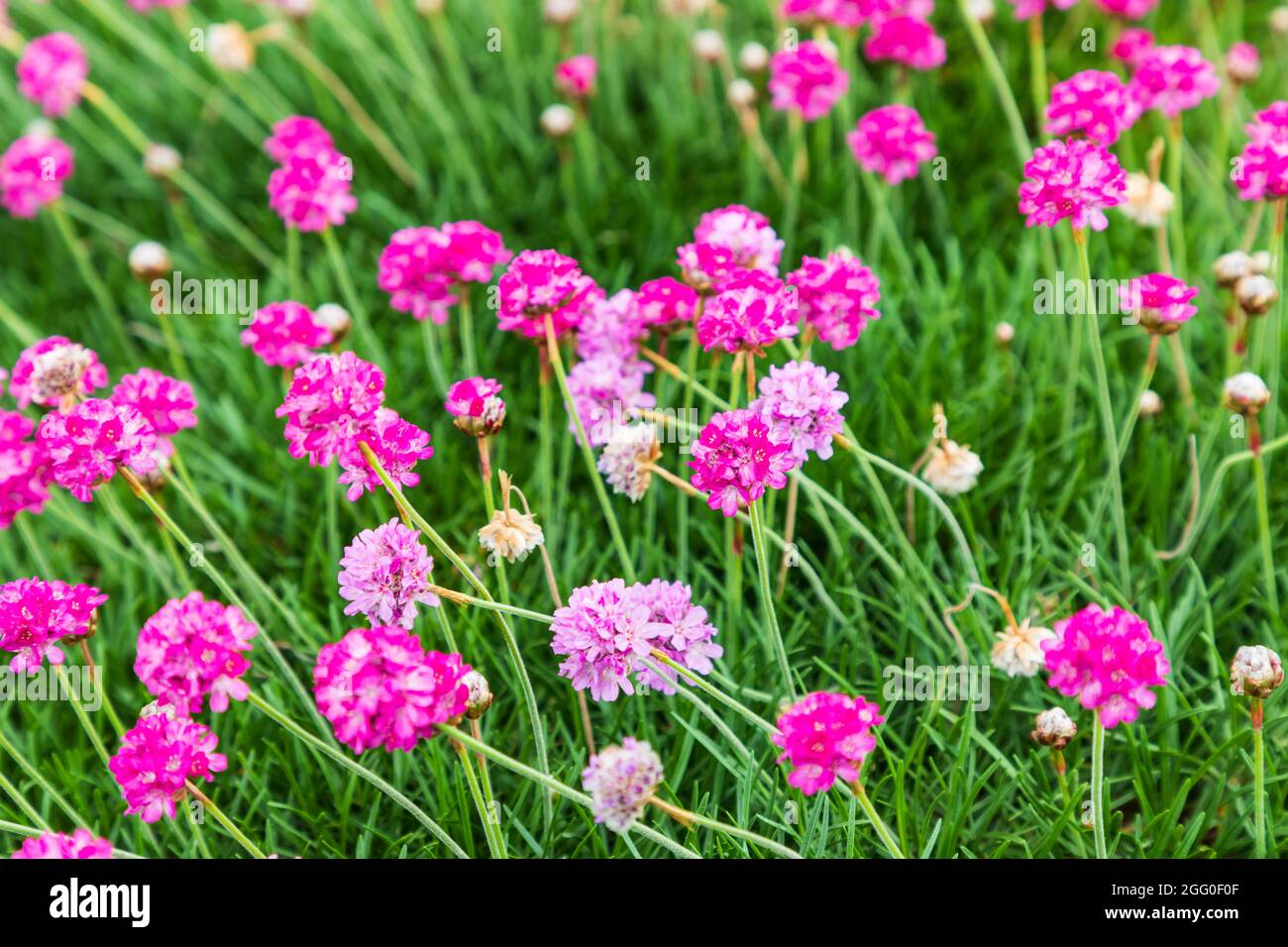 Bandon, Oregon, USA. Pink flowers in the town of Bandon, Oregon Stock ...