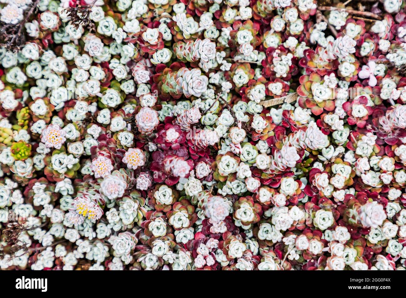 Bandon, Oregon, USA. Flowers in the town of Bandon, Oregon Stock Photo ...