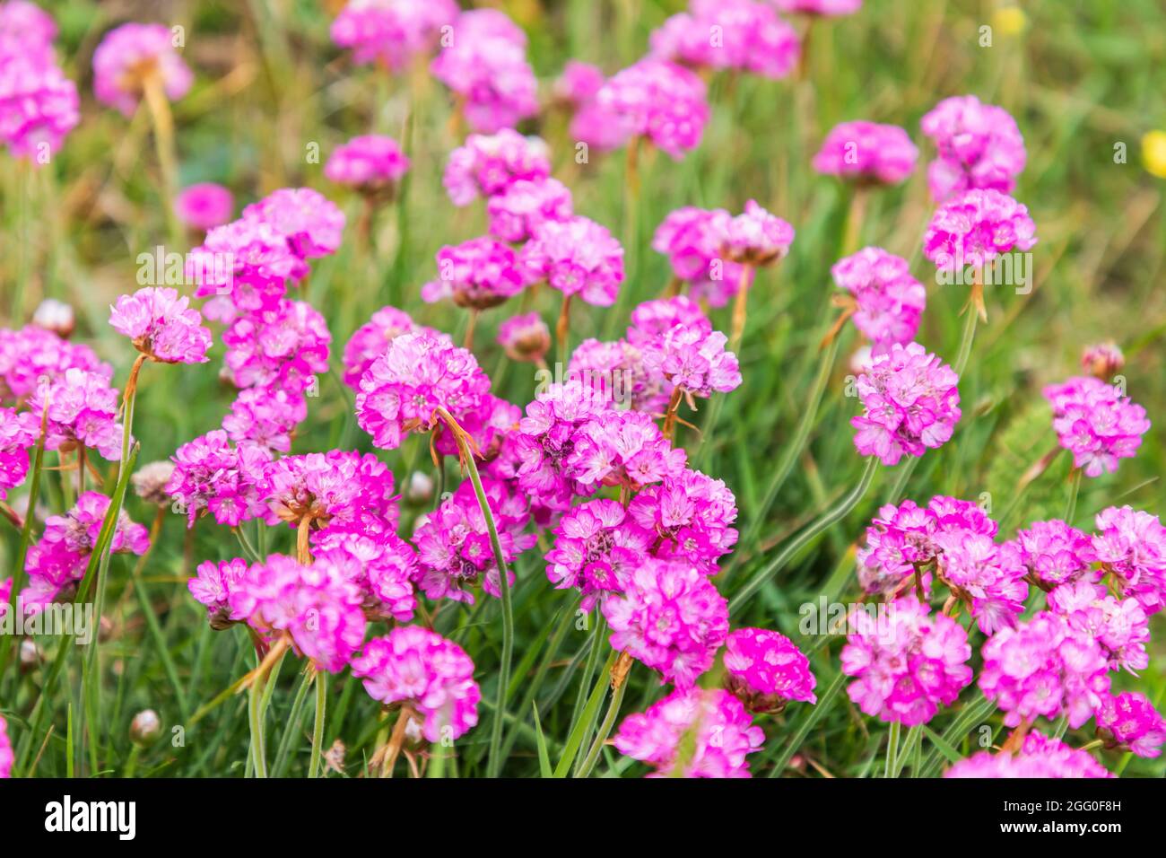 Bandon, Oregon, USA. Pink flowers in the town of Bandon, Oregon Stock ...