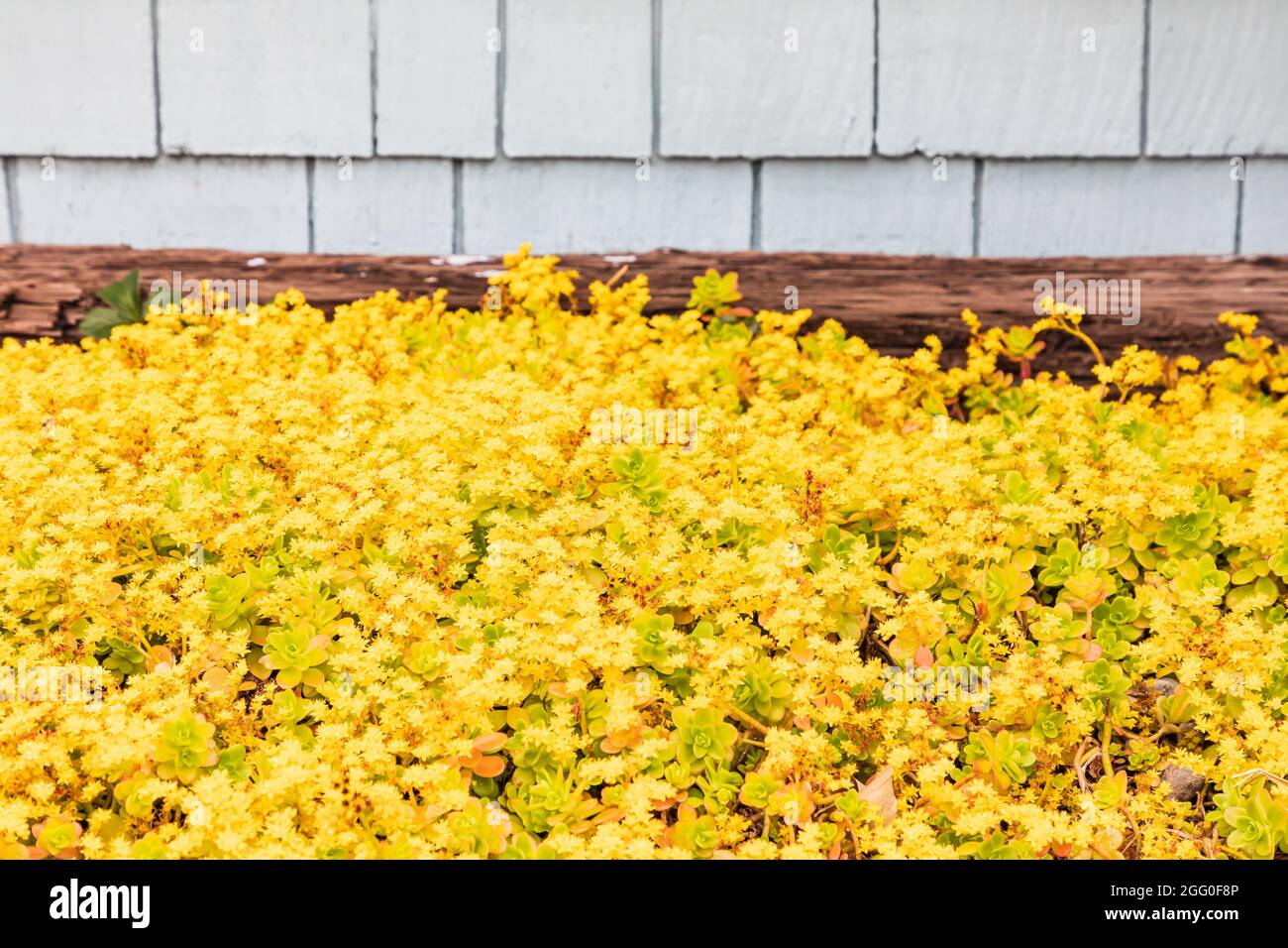 Bandon, Oregon, USA. Yellow flowers in the town of Bandon, Oregon Stock ...