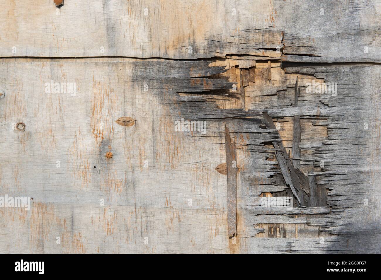 texture of a crossed tree on a sheet of plywood Stock Photo - Alamy