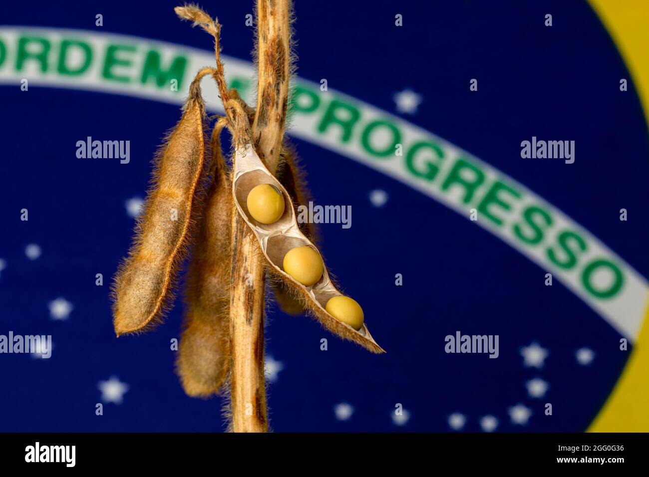 Soybean pod and plant by Brazil flag. Soybean trade, imports, exports ...