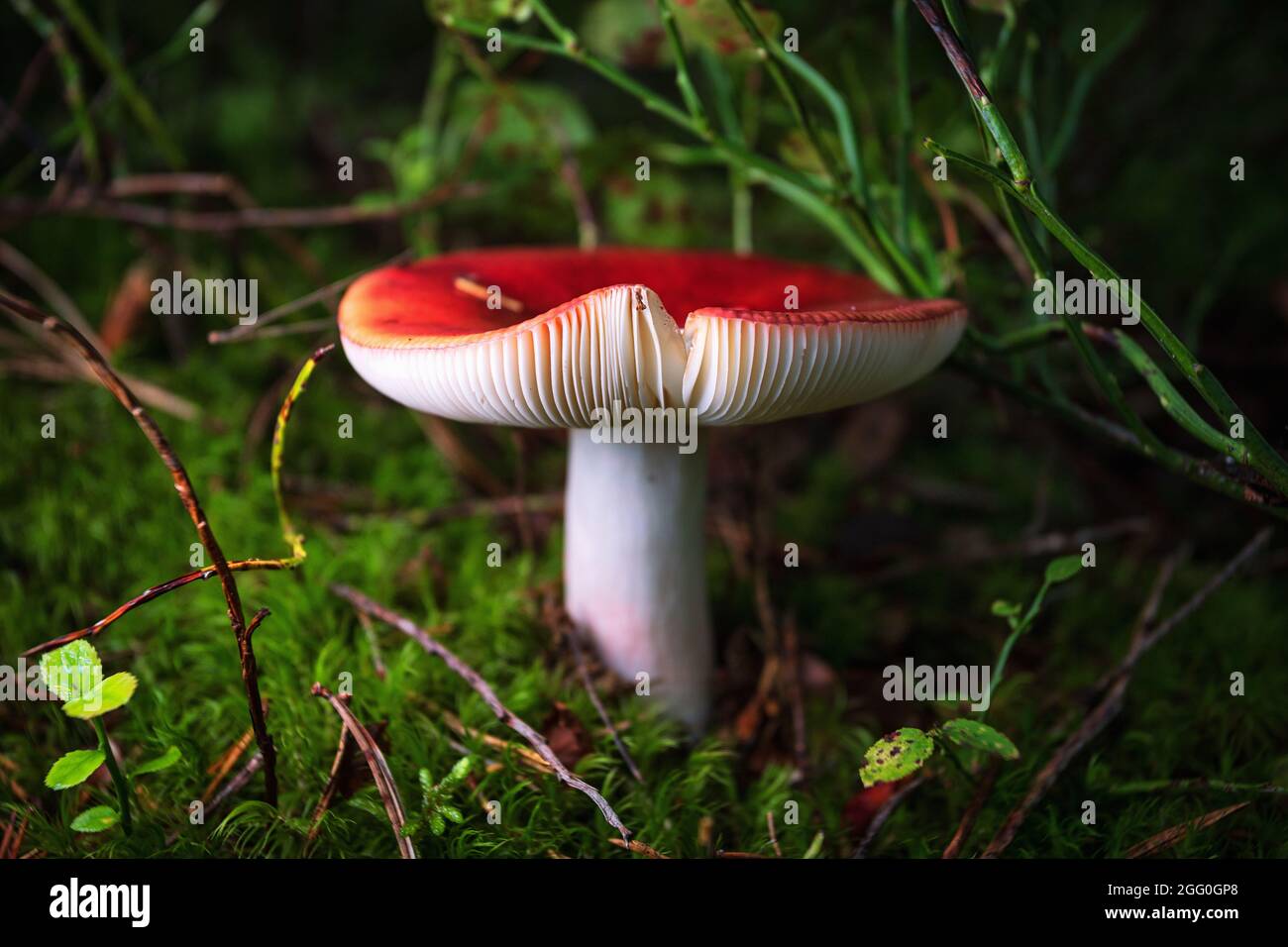 Russula Fungus with red head growing in the moss and pine needles ...