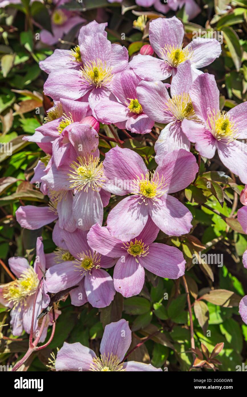 Usa united america oregon coos hi-res stock photography and images - Alamy