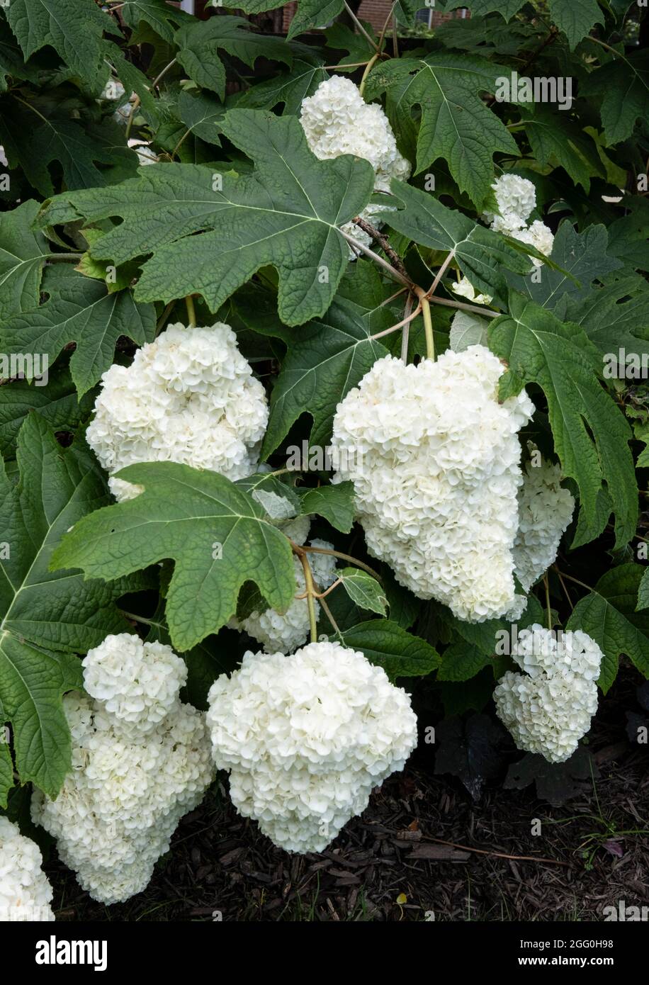 Hydrangea quercifolia, Oaklaf hydrangea, Virginia, USA Stock Photo - Alamy