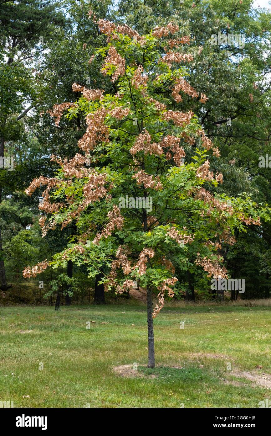 Flagging Cicada Damage to Young Oak, Ft. Ward Park, Alexandria ...