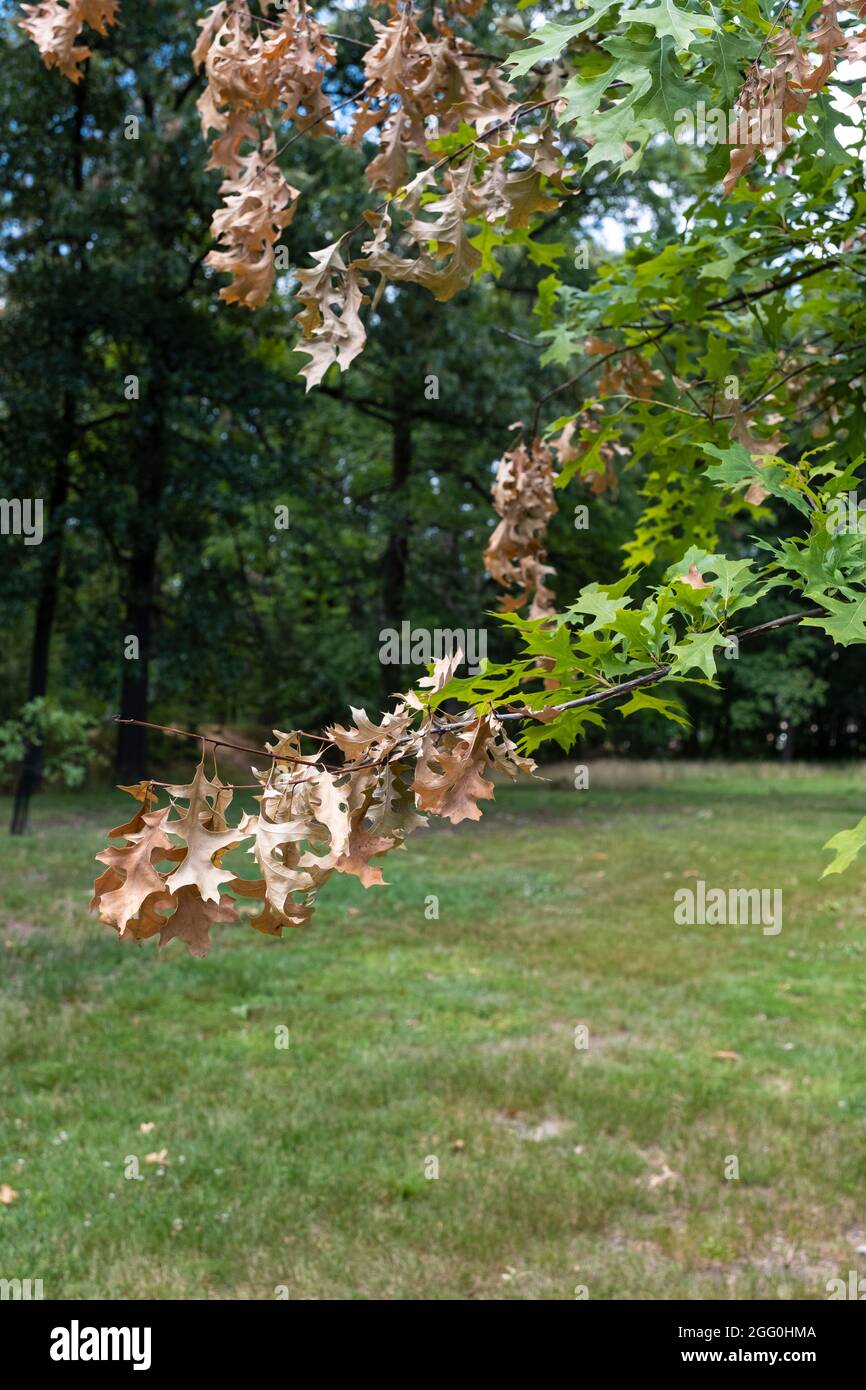 Flagging Cicada Damage to Young Oak, Ft. Ward Park, Alexandria ...