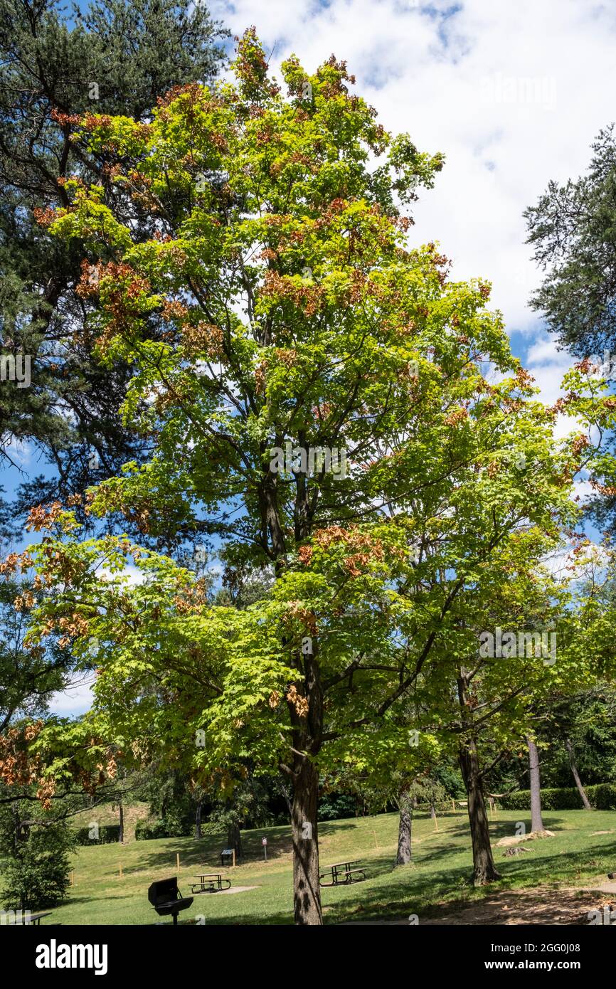 Flagging hi-res stock photography and images - Alamy