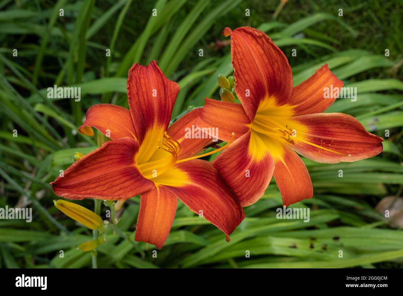 Virginia lily hi-res stock photography and images - Alamy