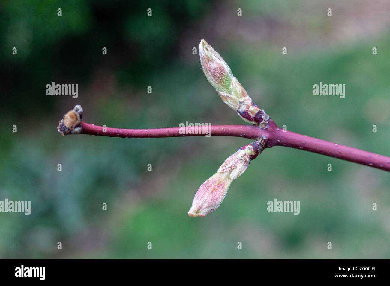 Buds on Japanese Maple Tree, March, Early Spring, Virginia, USA Stock ...