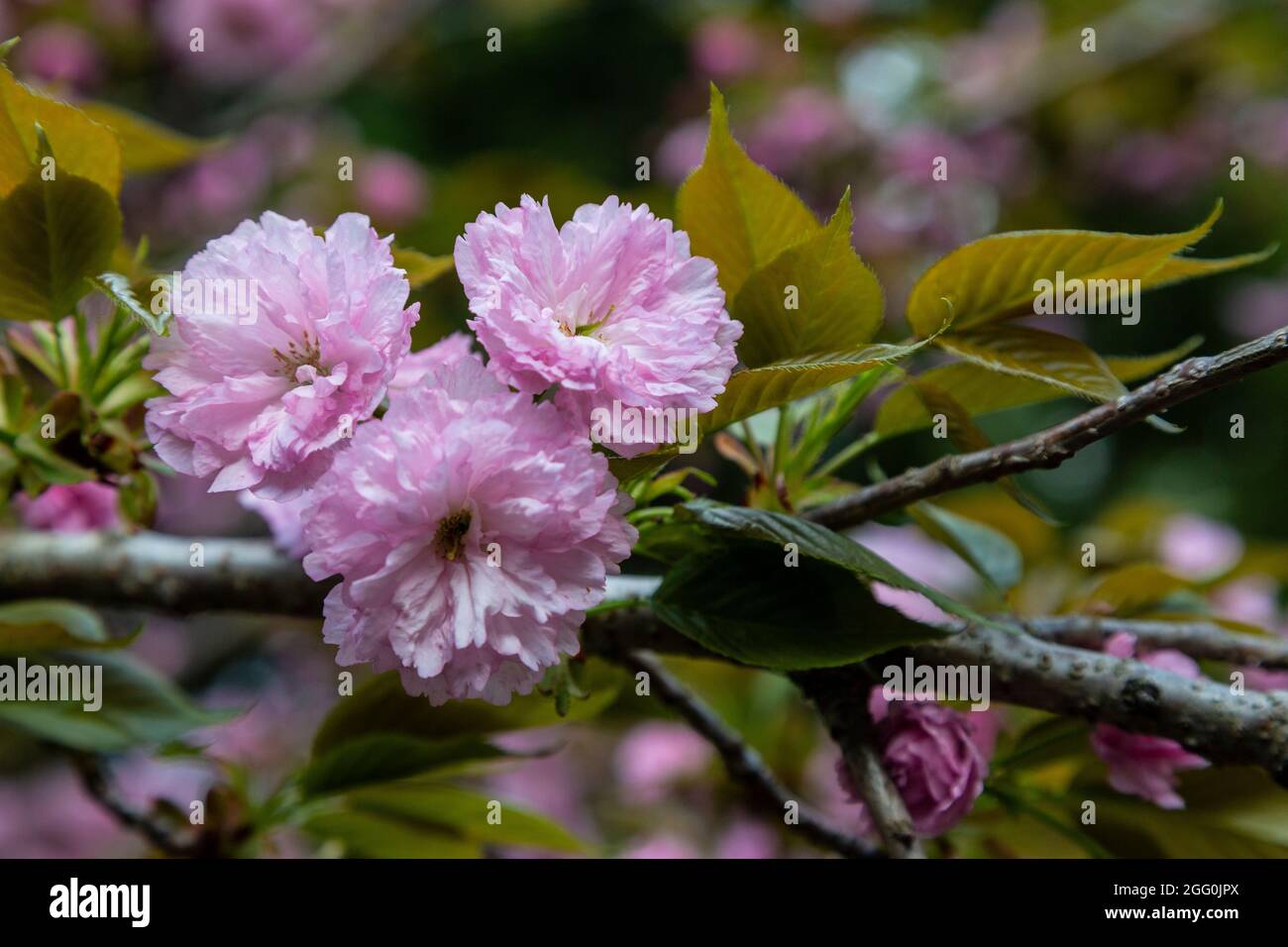 Pink cherry blossoms tree hi-res stock photography and images - Alamy