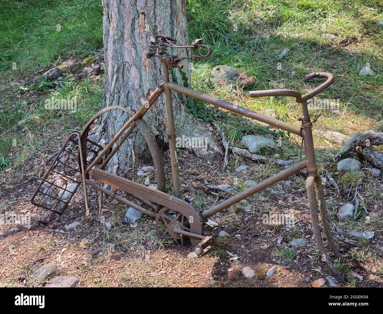 Closeup shot of a rusty old bicycle without wheels leaned on a tree ...