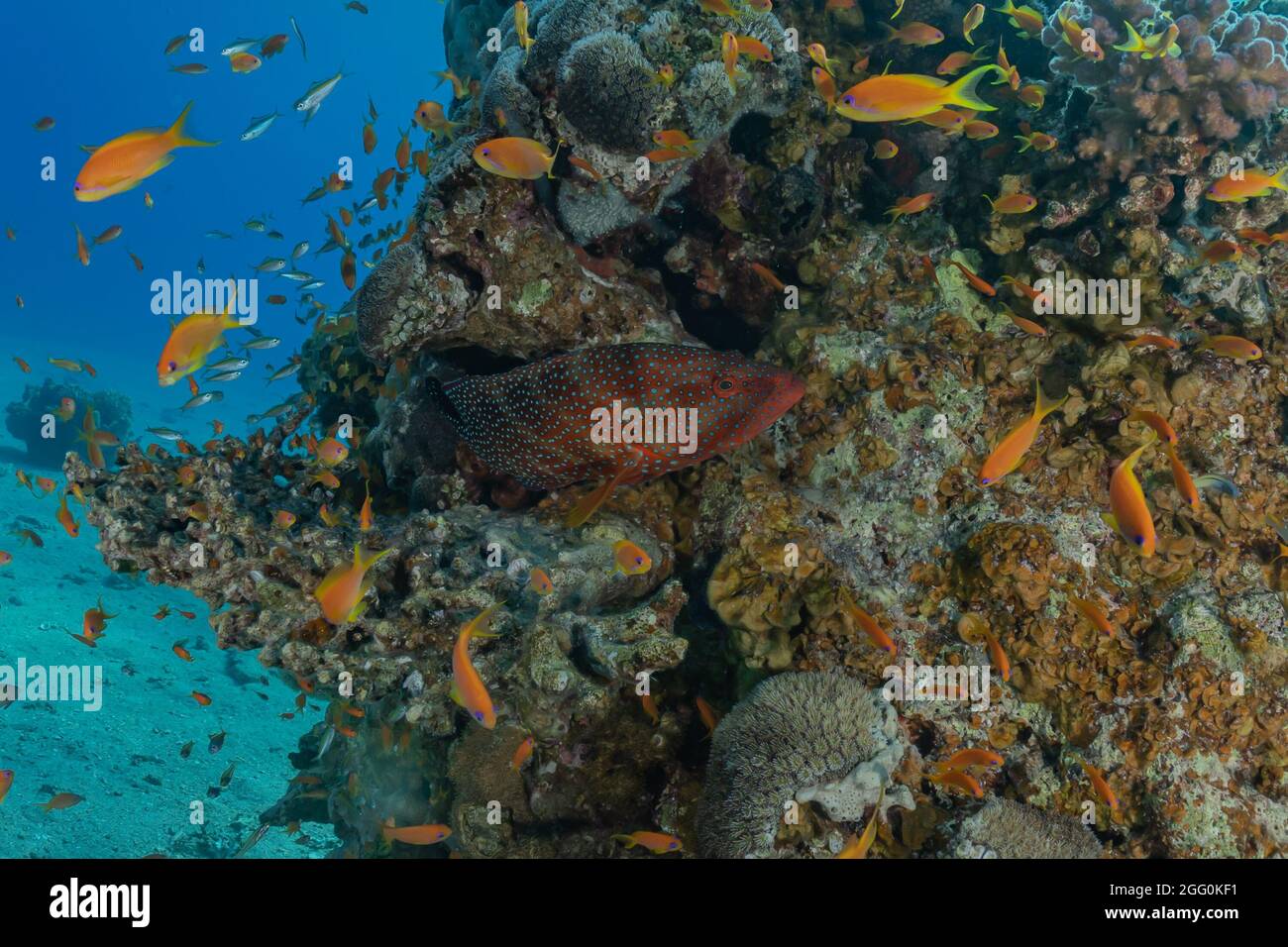 Fish swim in the Red Sea, colorful fish, Eilat Israel Stock Photo - Alamy