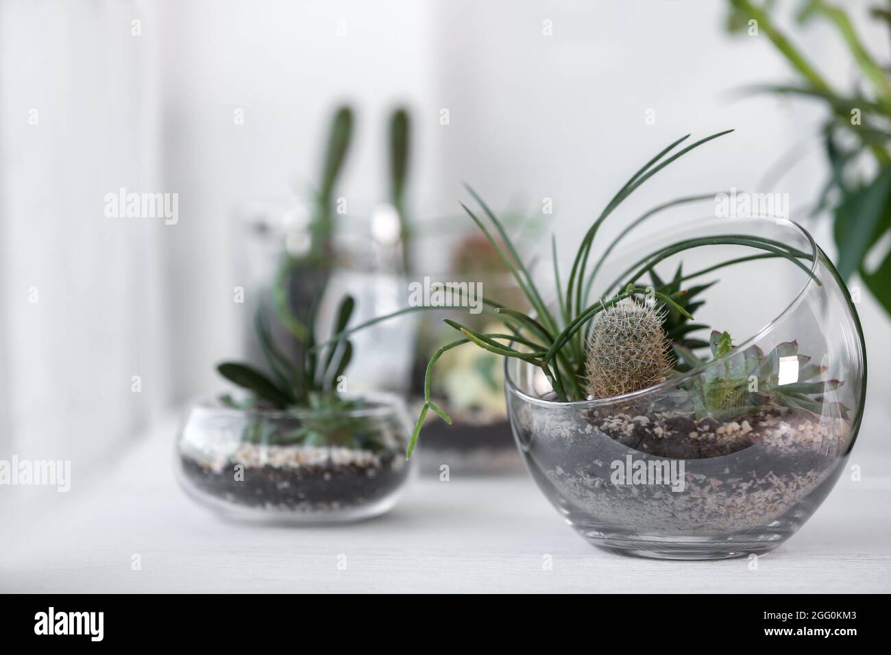 Mini succulent garden in glass terrarium on windowsill Stock Photo - Alamy
