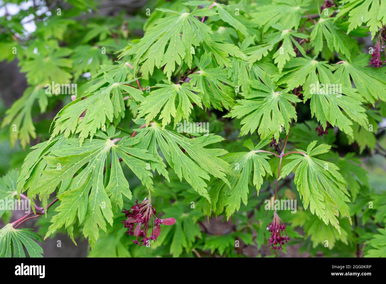Maple young leaves hi-res stock photography and images - Alamy