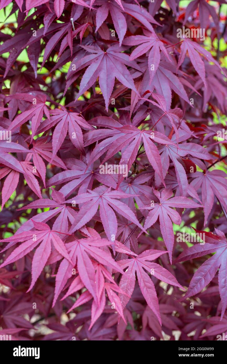 Japanese maple leaf hi-res stock photography and images - Alamy