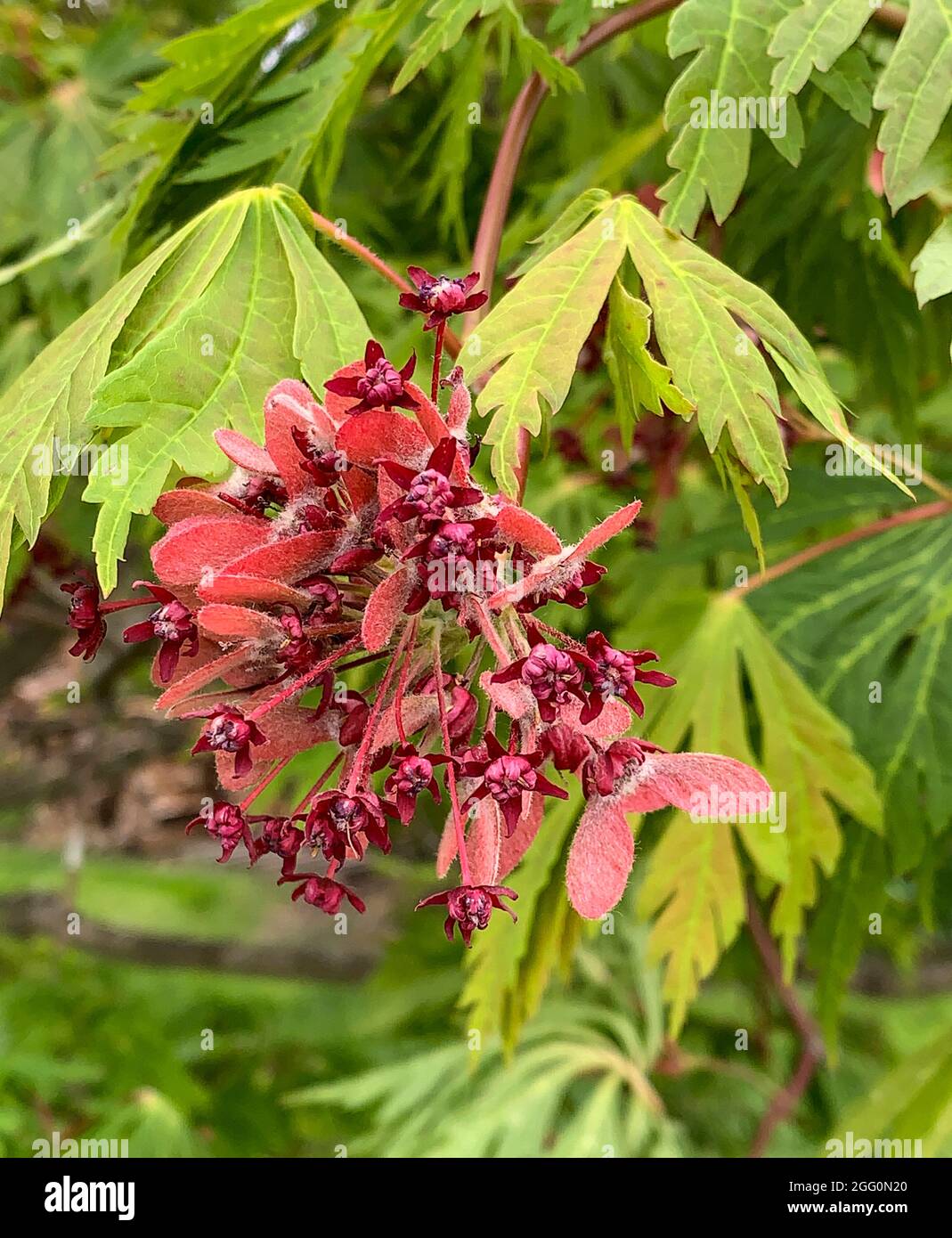 Japanese Maple Leaves and Seed Pods, Spring, Alexandria, Virginia, USA ...