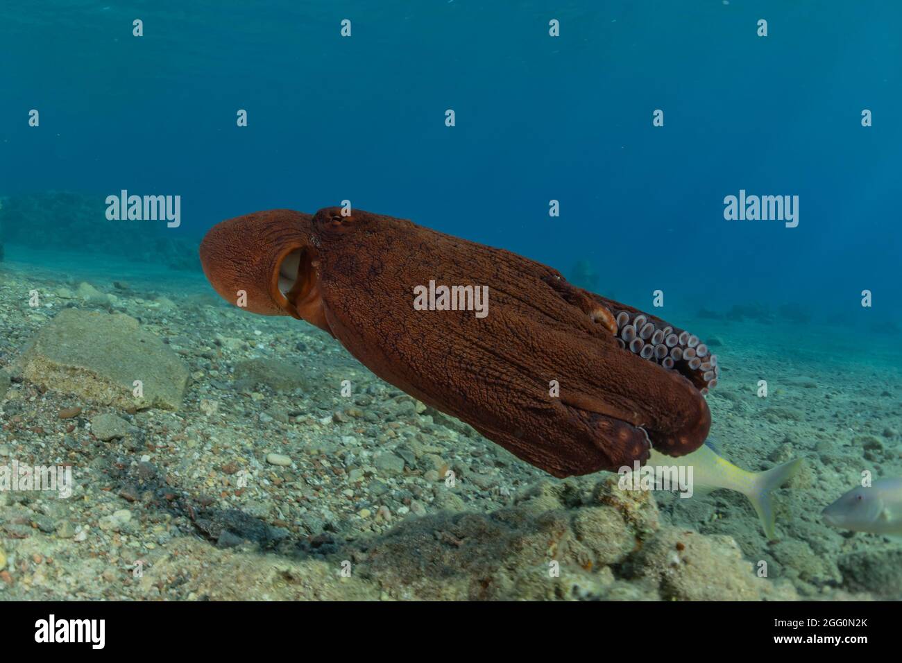 Octopus king of camouflage in the Red Sea, Eilat Israel Stock Photo - Alamy
