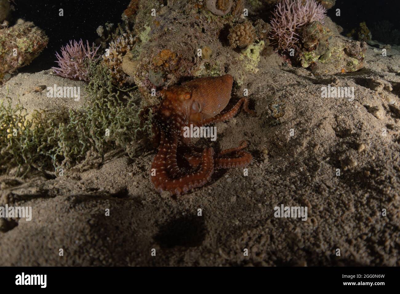 Octopus king of camouflage in the Red Sea, Eilat Israel Stock Photo - Alamy