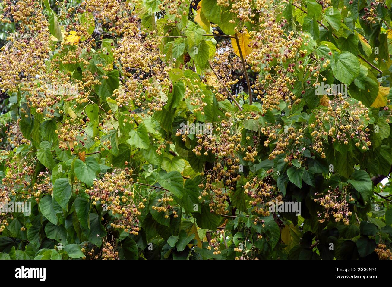 Tahongai, guest tree (Kleinhovia hospita), known as Timoho (Java ...