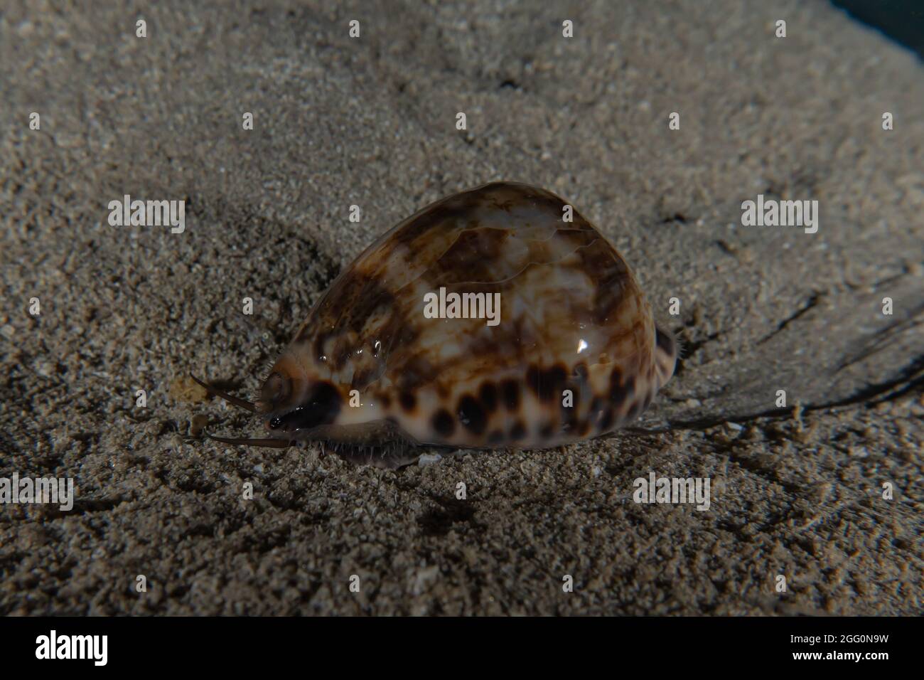 Conus Textile On the seabed in the Red Sea, Eilat Israel Stock Photo ...